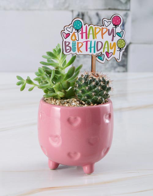 Happy Birthday Succulents Pink Pot | Green Plants Gifts | NetFlorist